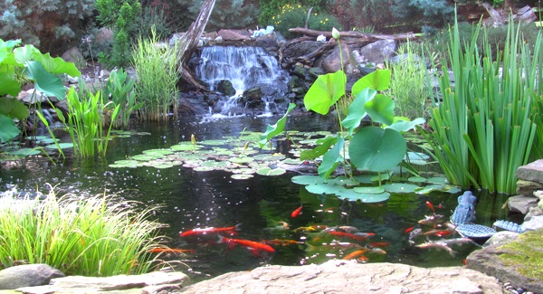 12 Steps to Get Your Pond Ready for Spring - Pond Warehouse