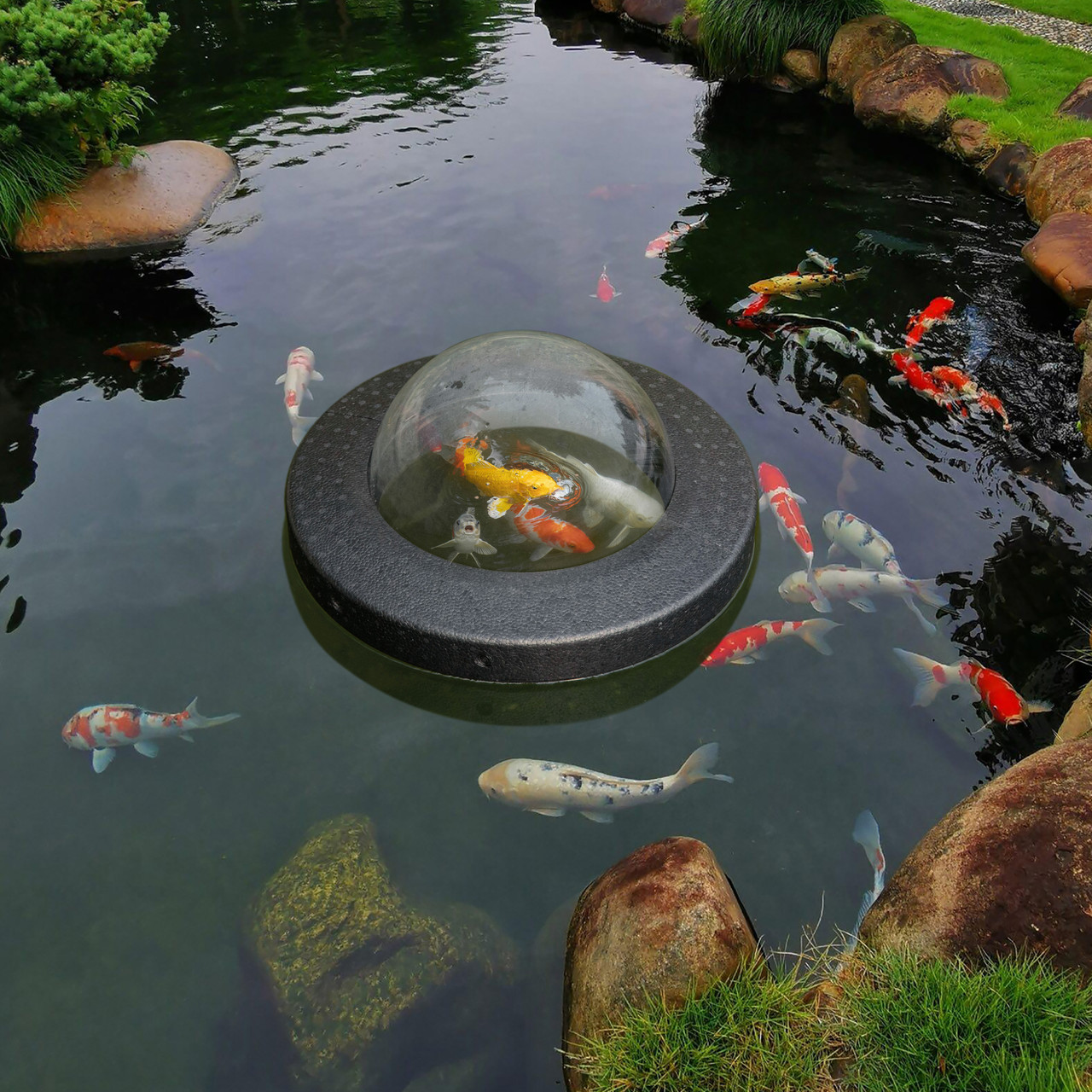 Floating Plastic Pond Fish Dome Ball for Fish to Swim Above the Surface ...