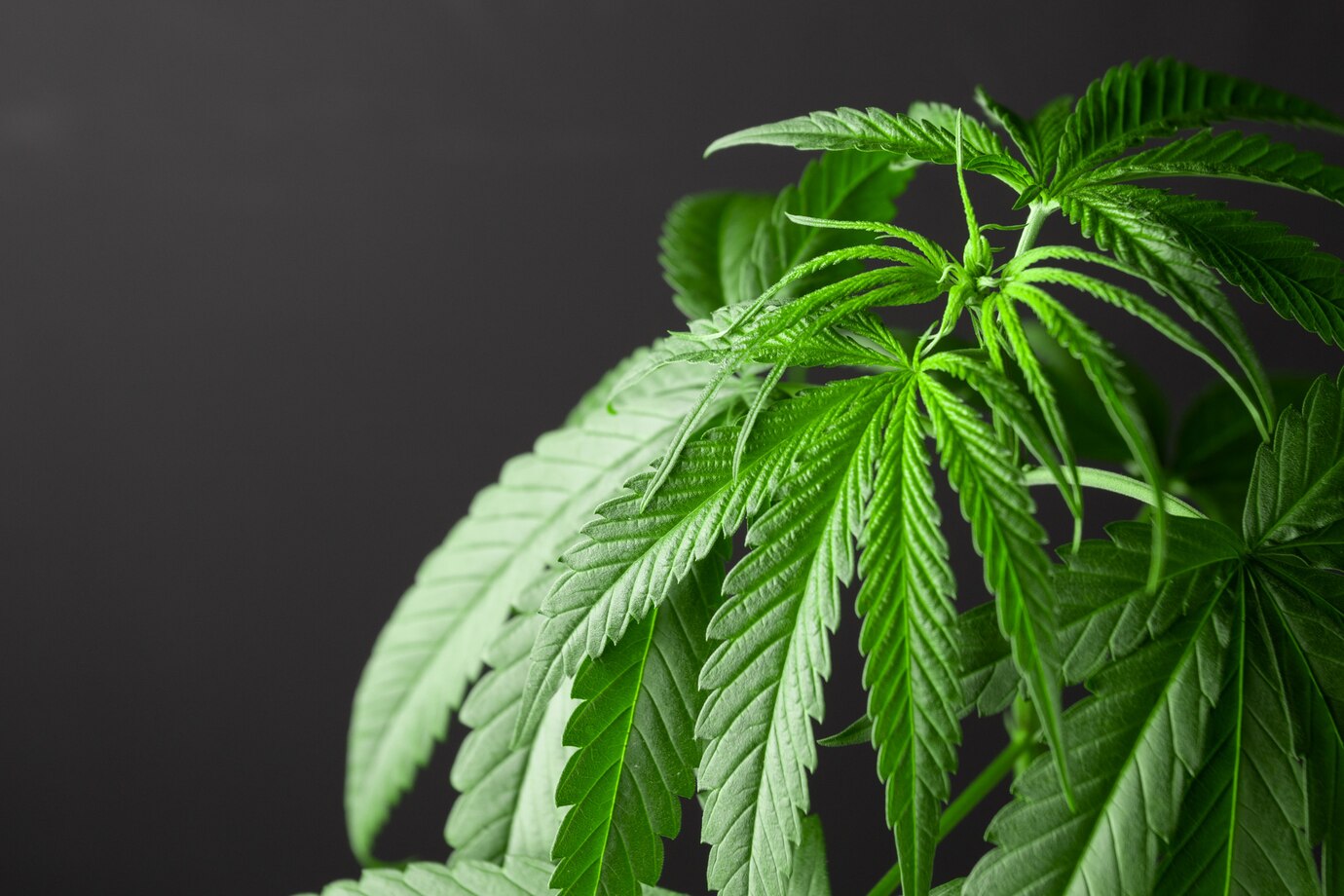 What Are The Pros And Cons To A Marijuana Dispensary? - ProCannabis