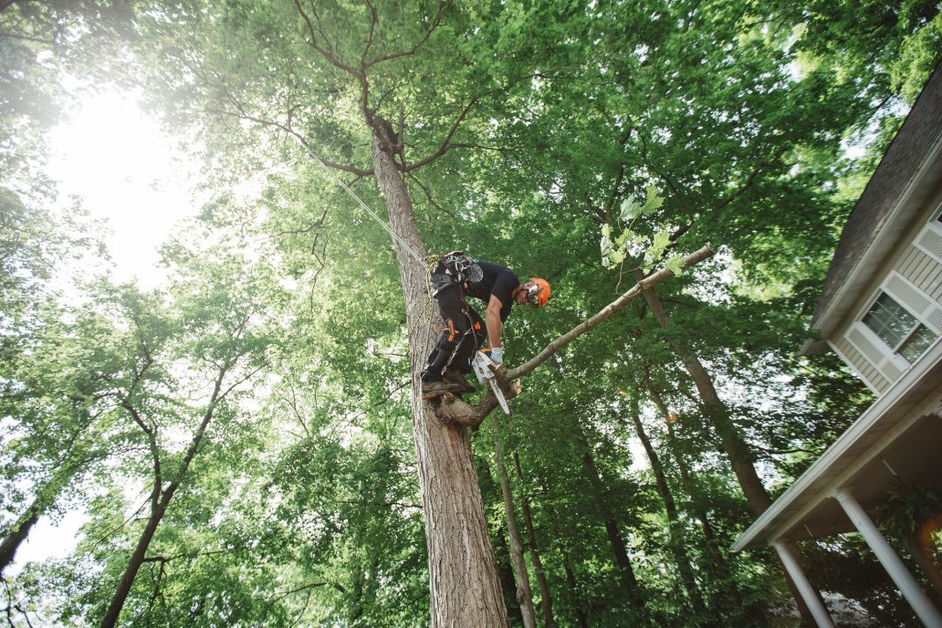Stihl MS151T C-E Top Handle Professional Chainsaw - Forester Shop