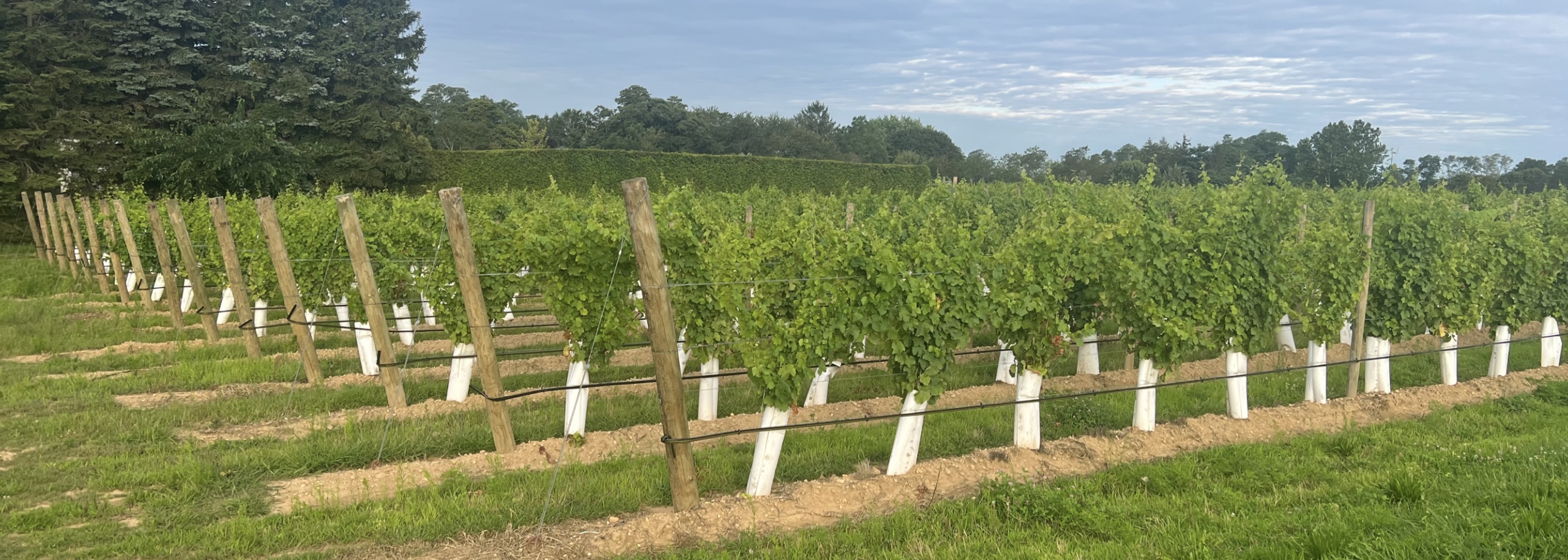 Essential Vineyard Protection: Choosing the Right Training Stakes and ...