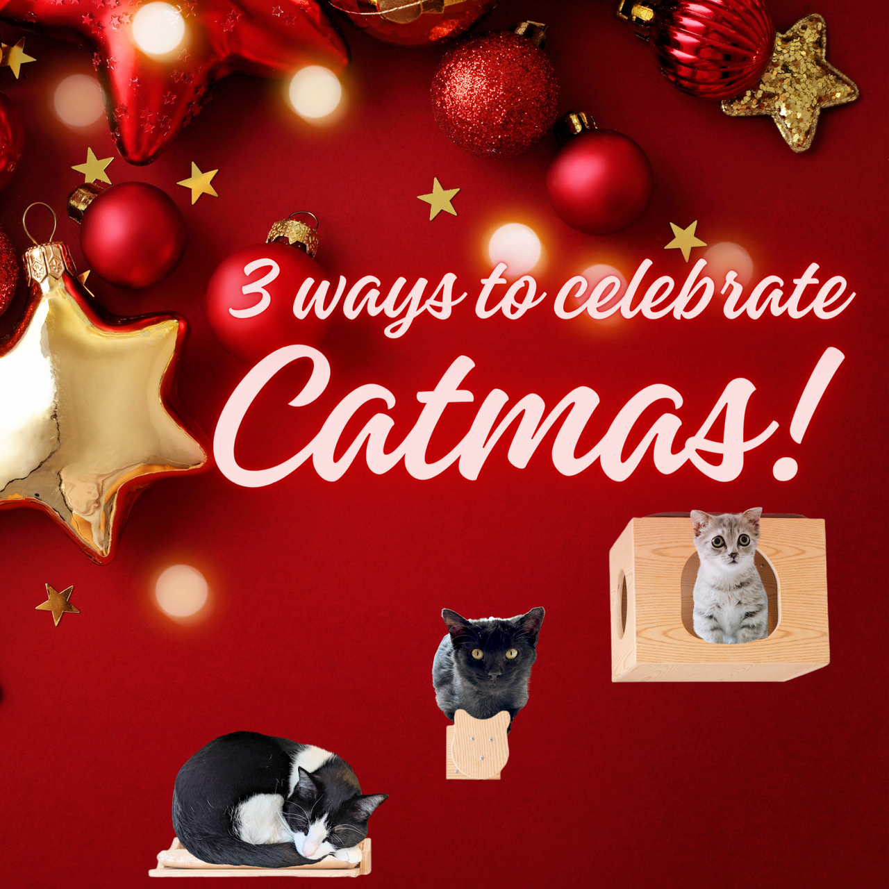3 Ways to Celebrate Catmas - Armarkat Online Store