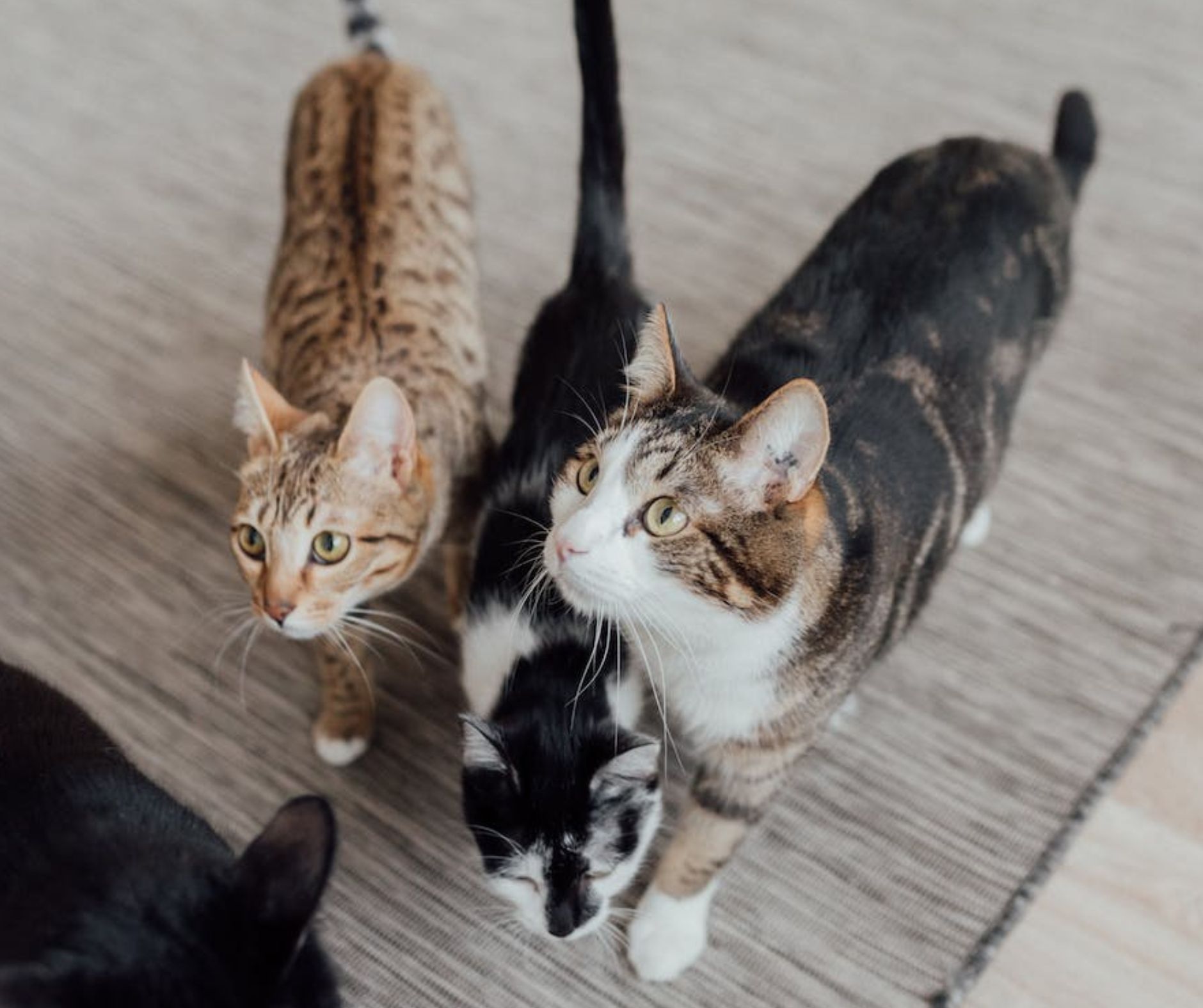 The Joys and Challenges of Cat Fostering - Armarkat - Cat Trees & Cat ...