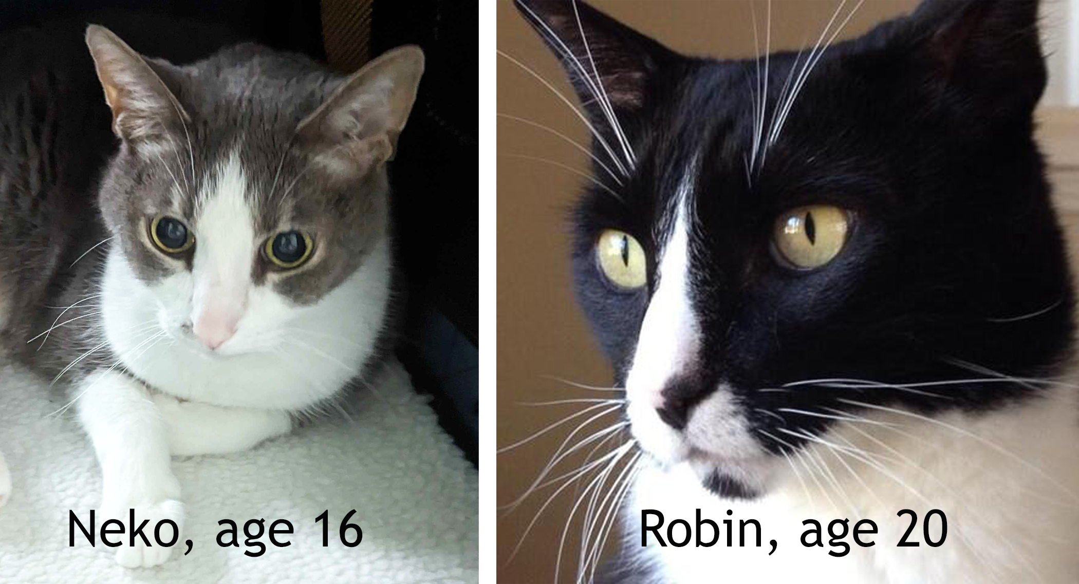 Prepare a Happy Cat Retirement: Adopt a Senior Cat Month - Armarkat ...