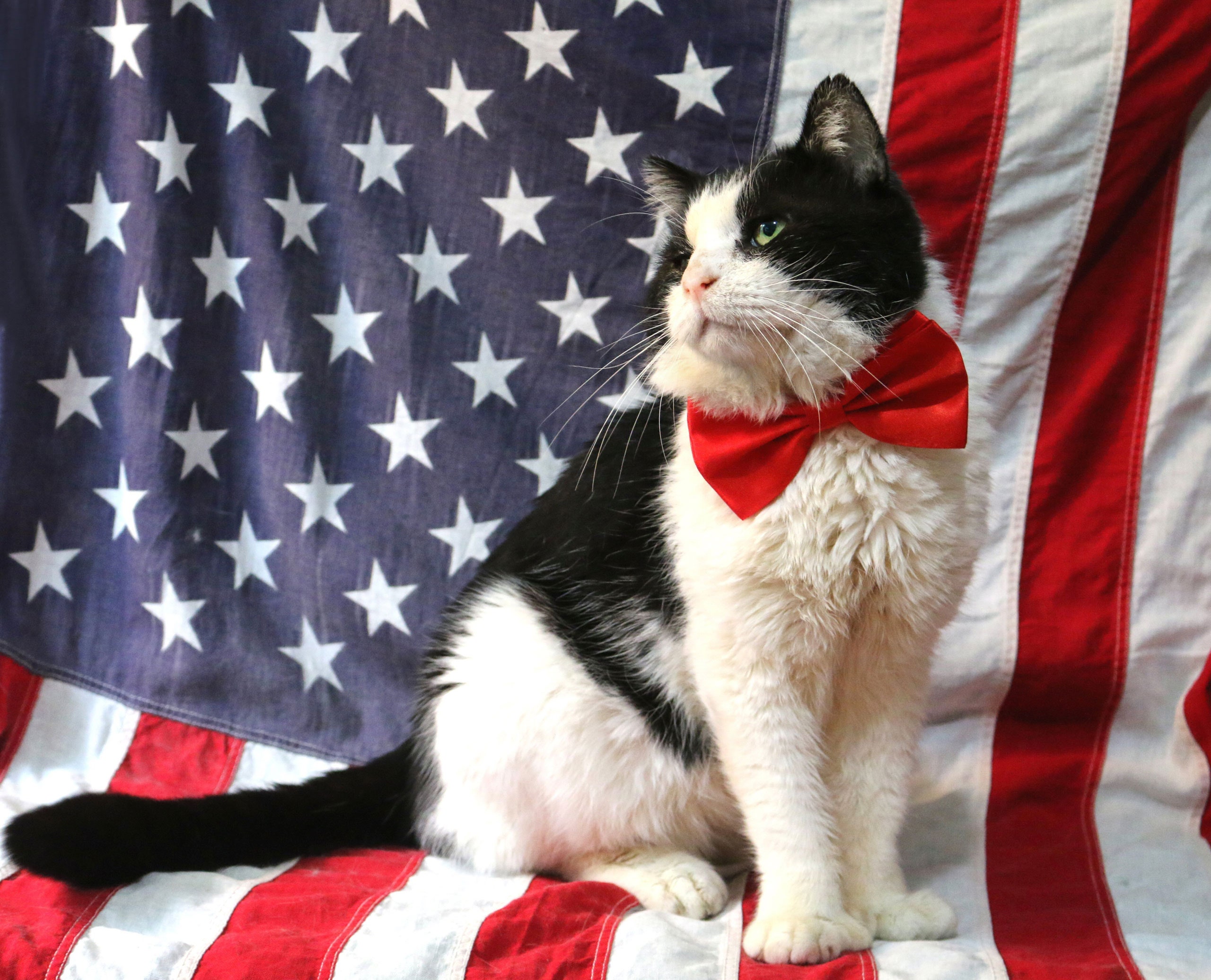 First Felines: White House Cats & their Presidents - Armarkat Online Store