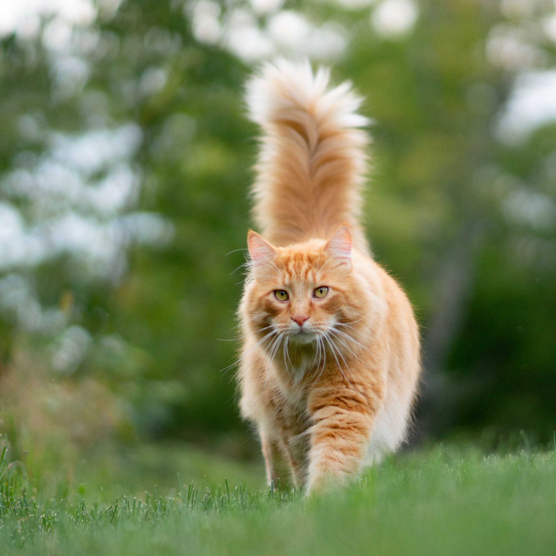 Telling Tails: Cat Language as Expressed by their Tails! - Armarkat ...