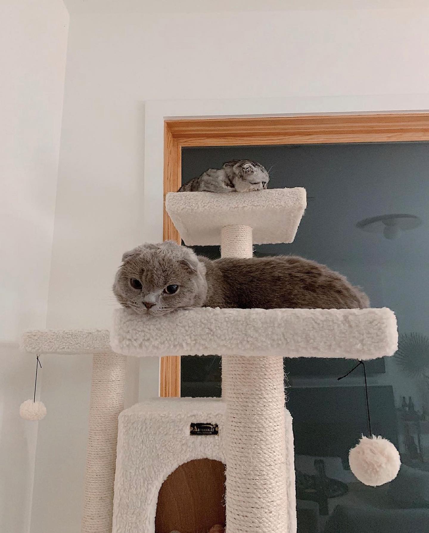 Deaf Pet Awareness Week - Armarkat - Cat Trees & Cat Furniture