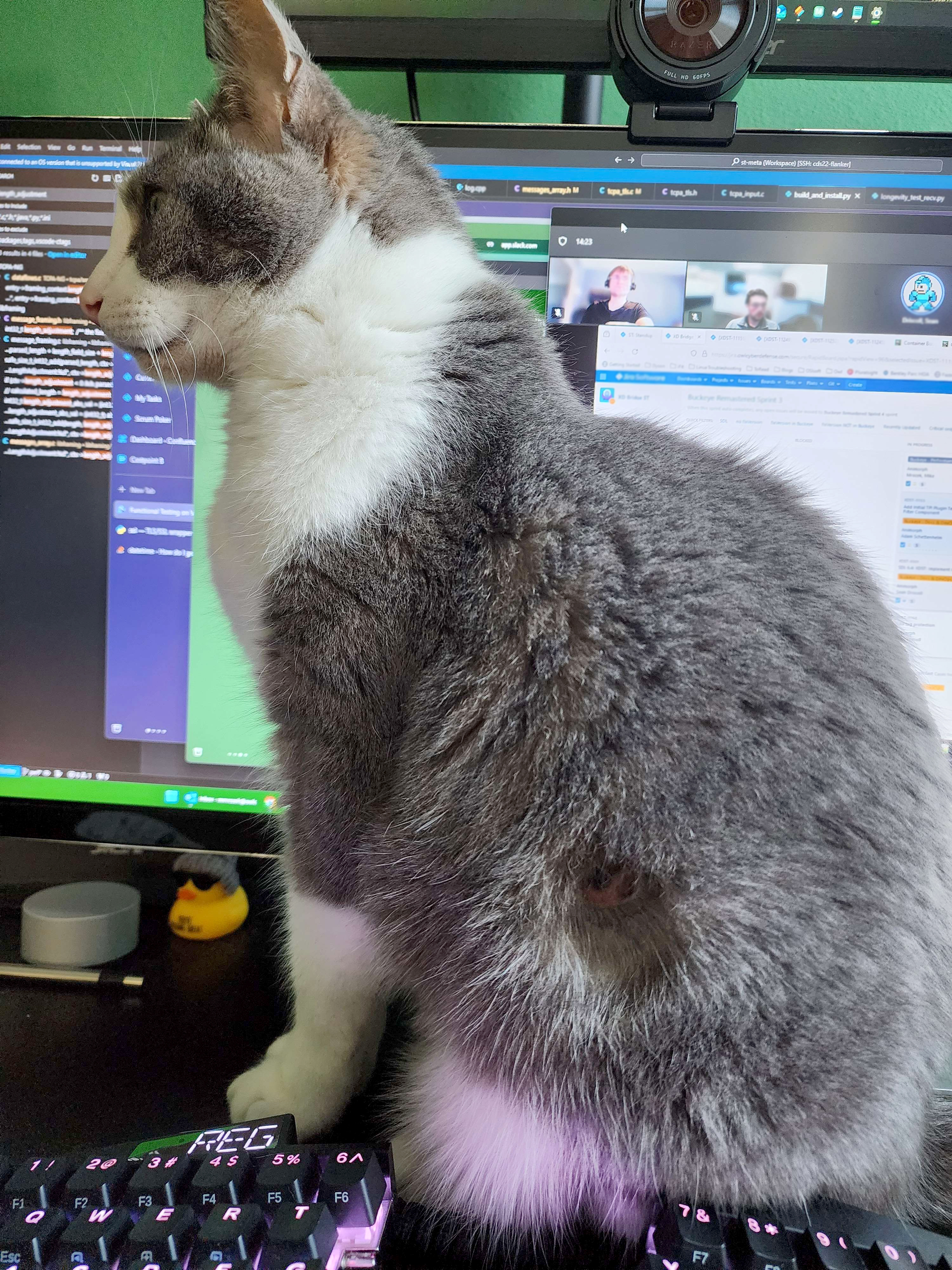 Do Cats Mimic Humans? Understanding Feline Behavior - Armarkat Online Store