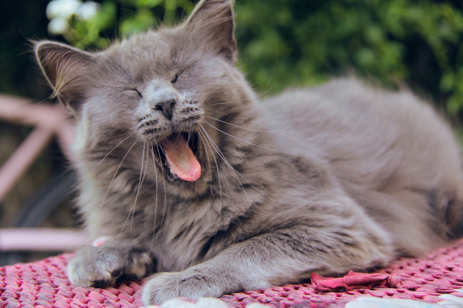 What Does it Really Take to Grow a Happy Cat? - Armarkat - Cat Trees ...