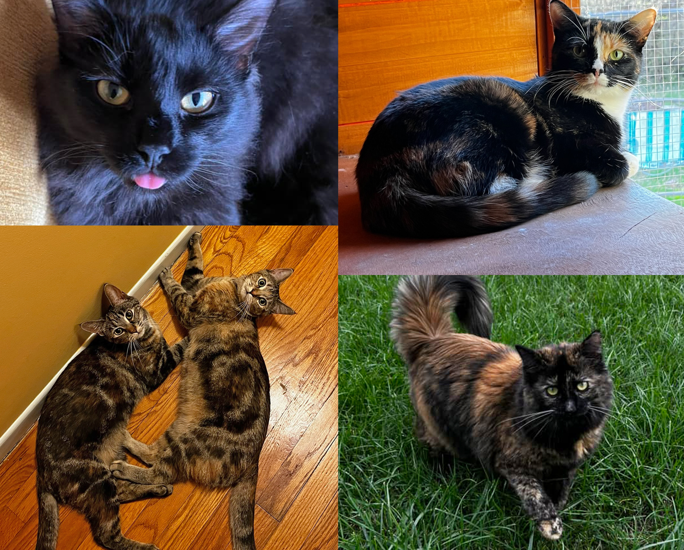 Making peace in a multi-cat household - Armarkat - Cat Trees & Cat ...
