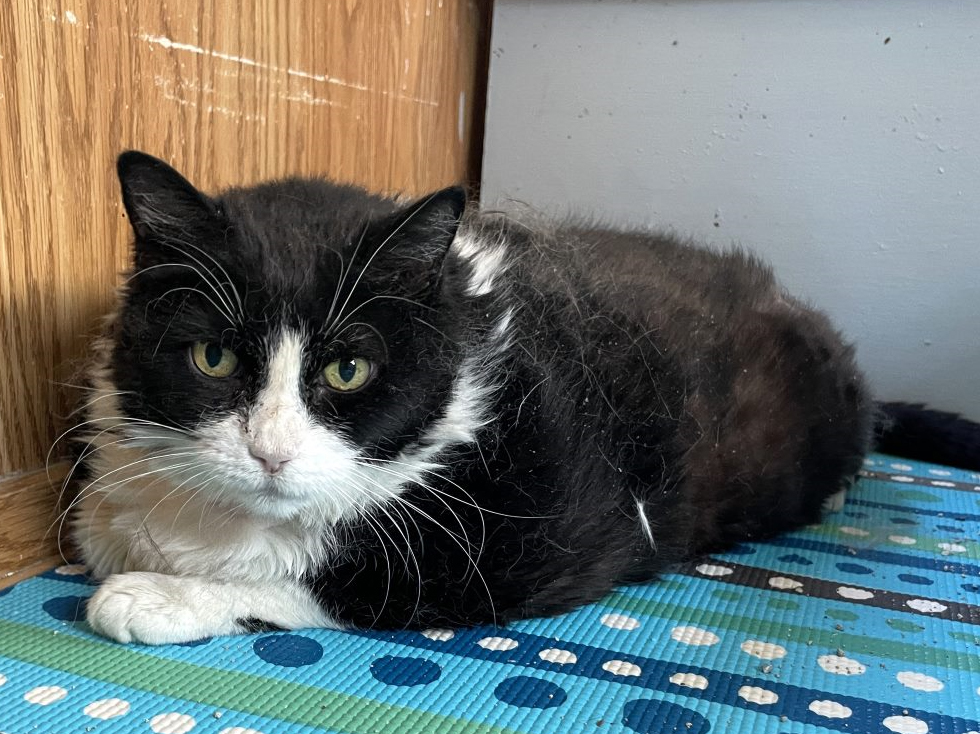 Pet Promise Day: Keeping commitments to our cats - Armarkat - Cat Trees ...