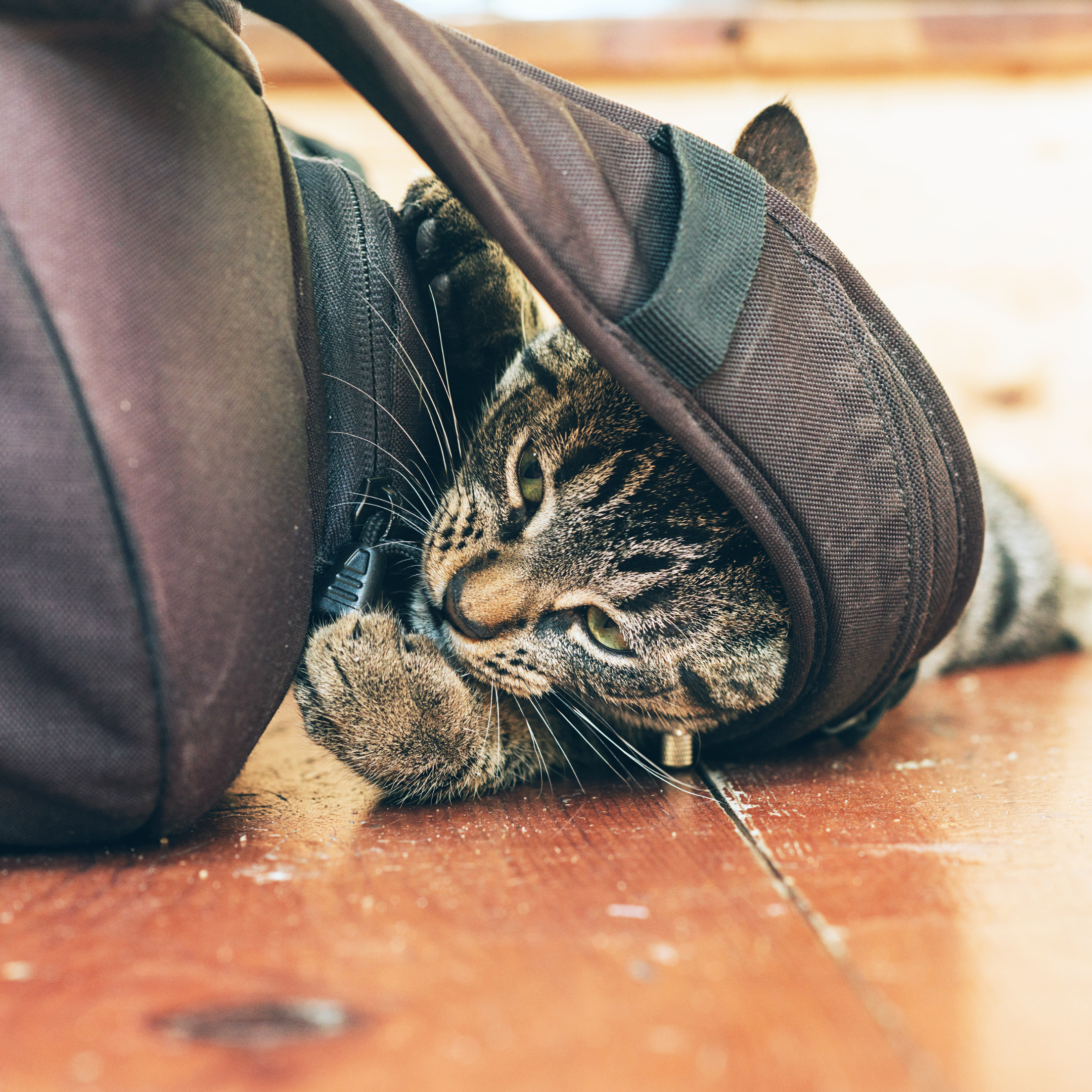 What is pica and why can it be deadly for your cat? - Armarkat Online Store