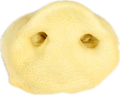 Thin Pig Snout