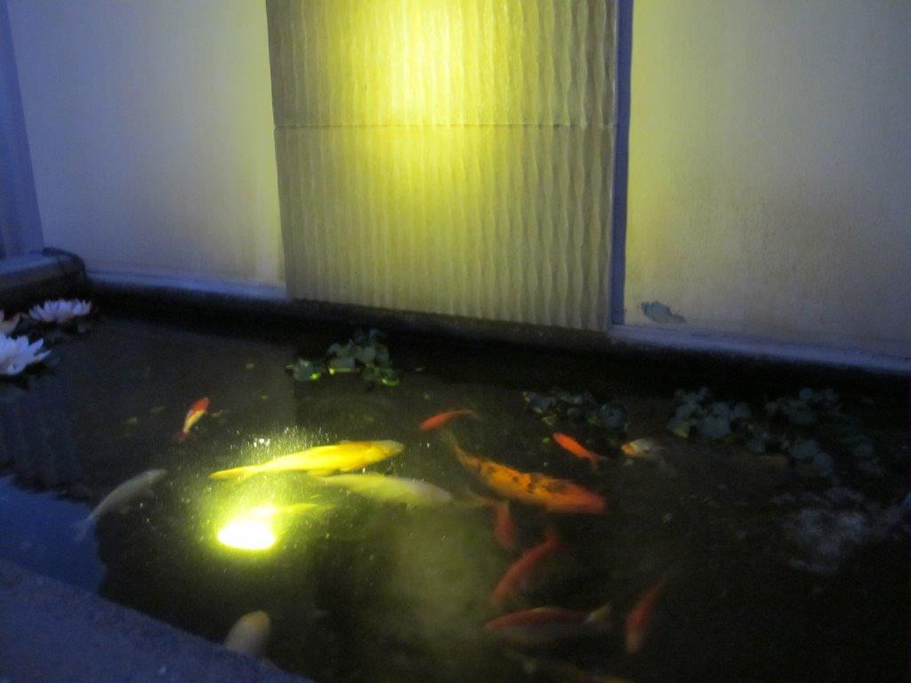 5 x Submersible LED WARM WHITE Pond Light kit