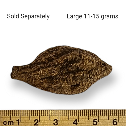 High John The Conqueror Whole Jalap Root Ipomoea jalapa