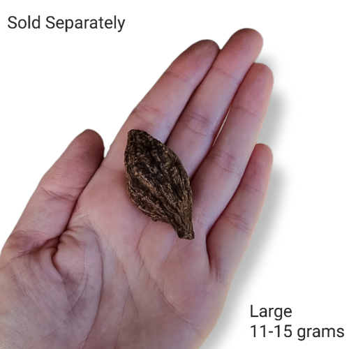 High John The Conqueror Whole Jalap Root Ipomoea jalapa