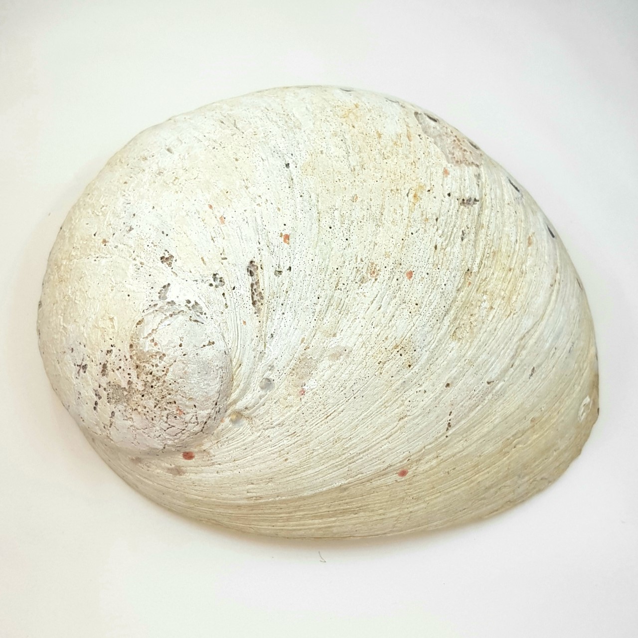 Abalone Shell Large 15cm White