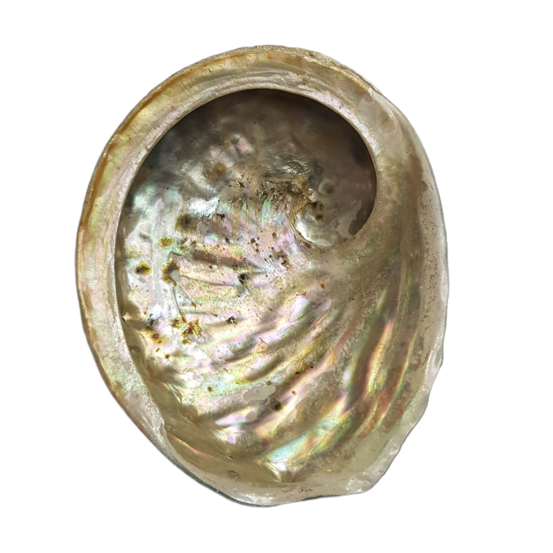 Abalone Shell Large 15-16cm Raw Unpolished Outer Shell Australian