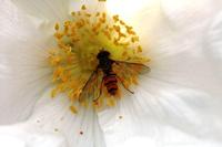 Pollen Counts for South Florida - Broward AC Filters