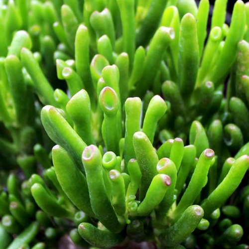 Live Shrek Ears Succulent Plant, Ogre Ears Live house plant- 1 pc ...