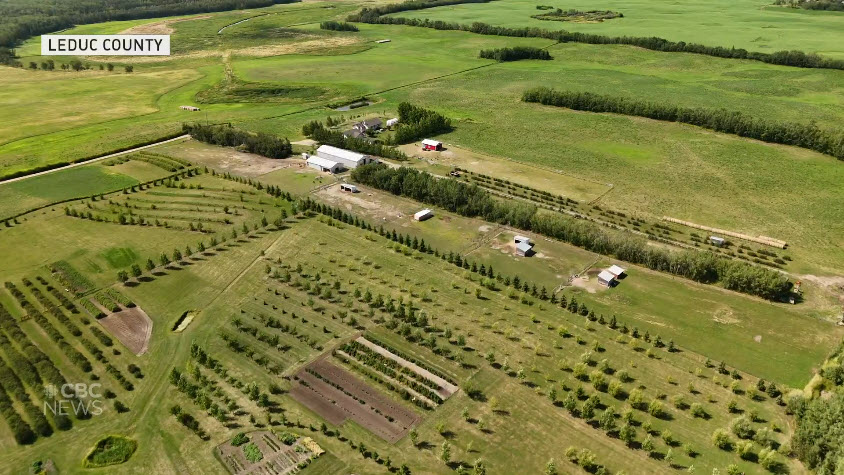 From spitting to the sprinkler: Unpacking the alpaca - Twisted Sisters ...