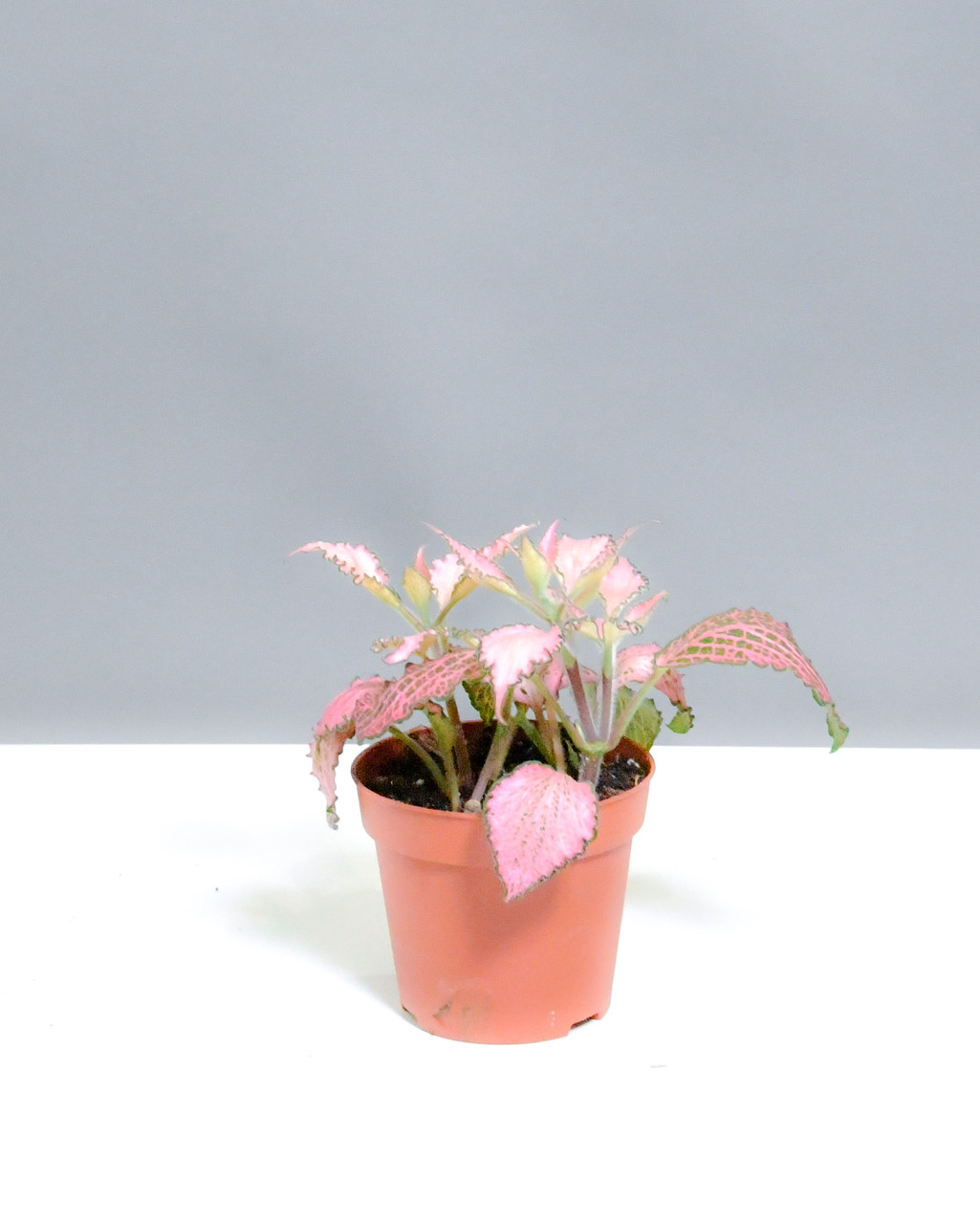 Fittonia albivenis mixed color - Al Fares Gardens - EN