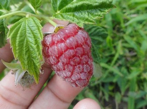 Nantahala Raspberry Red Primocane Late season Zones 6-10