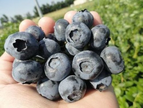 Sweetheart Blueberry Bush - Double Cropping & High Yield