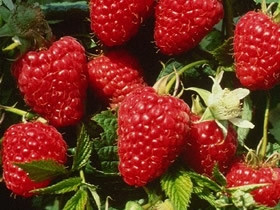Nantahala Raspberry Red Primocane Late season Zones 6-10