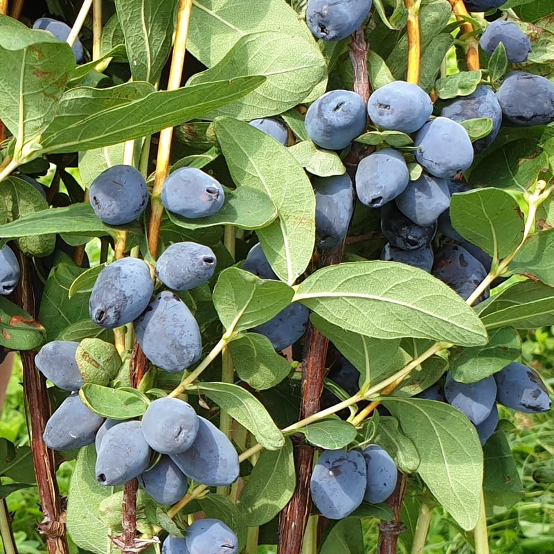 Honeyberries | Haskap Plants For Sale | Buy From Grower
