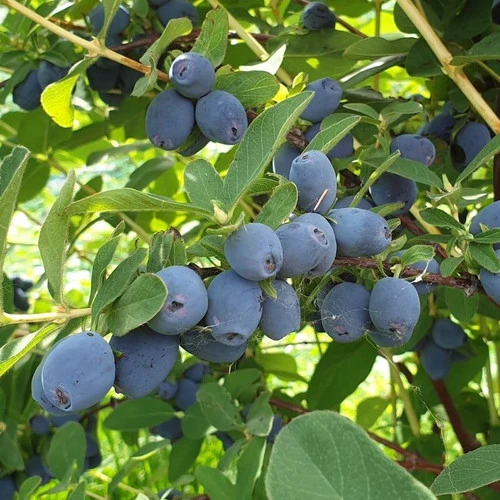 Honeyberry & Haskap Bushes for Sale - Cold Hardy Superfruit | Berries ...