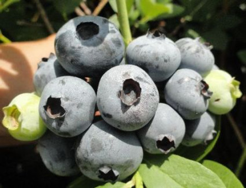 Northern Highbush Blueberry Plants - Cold Hardy & High Yield | Berries ...