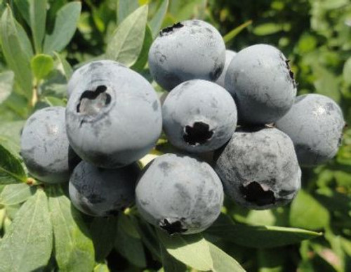 Easy-Grow, Self-Pollinating Sunshine Blue Blueberry Plant