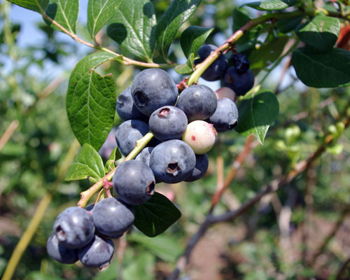 Buy Blueberry Bushes Online - Northern & Southern Varieties | Berries ...