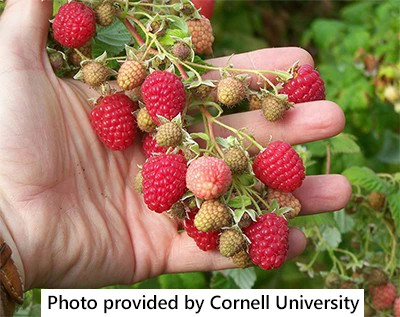 Raspberry Plants: Potted, Tissue-Cultured Varieties