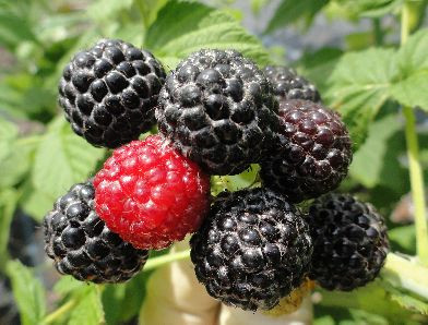 Tahi Black Raspberry