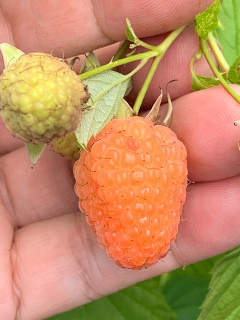 Double Gold Raspberry (PPAF) - Berries Unlimited USA