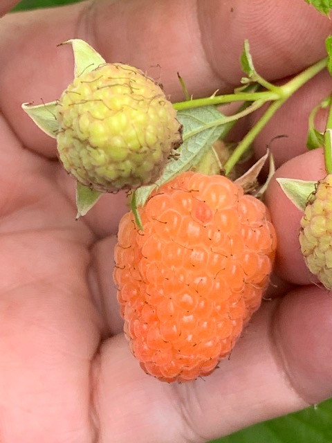 Double Gold Raspberry (PPAF) - Berries Unlimited USA
