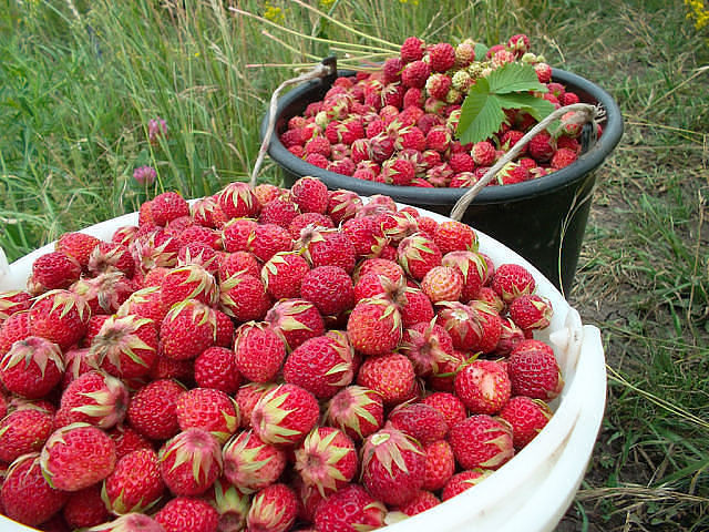 Forest Strawberry Junebearing | Hardiness Zones 3-7 | 4"-6" tall