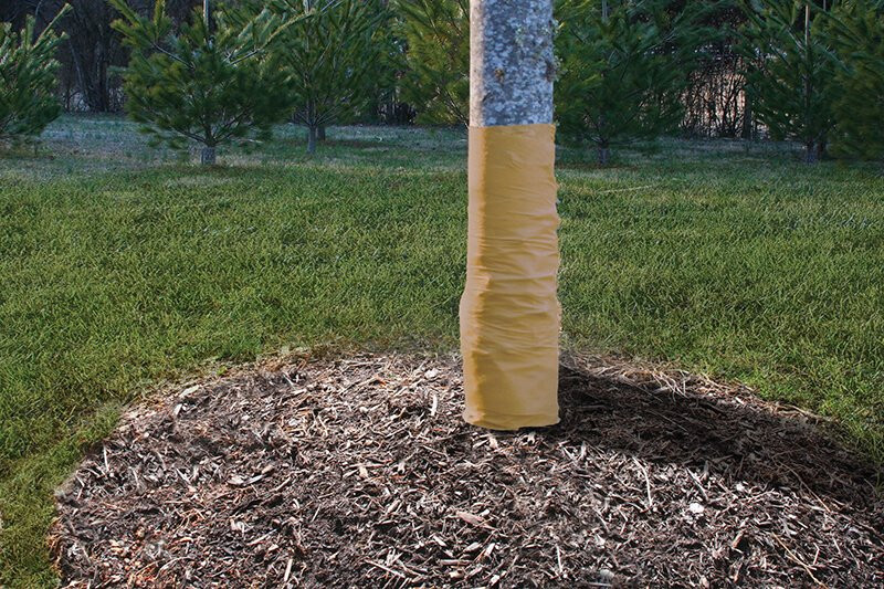 Protective Tree Wrap by Dalen | Berries Unlimited
