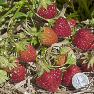Strawberry Mara Des Bois Plants Strawberries Mara Des Bois Plant