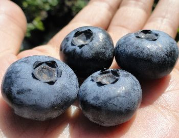 O'Neal Blueberry - Berries Unlimited USA