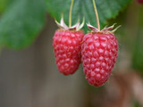 Nantahala Raspberry Red Primocane Late season Zones 6-10