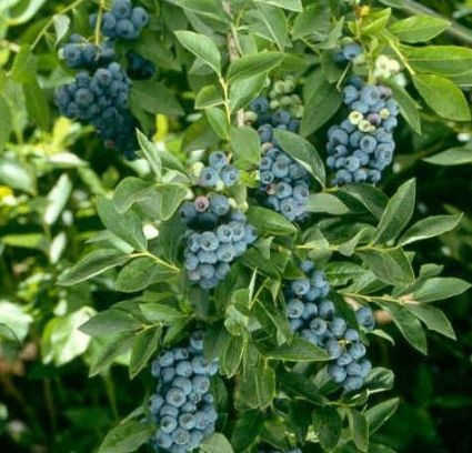Buy Northern Highbush Blueberry Plants | Cold-Hardy