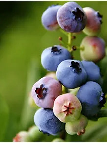 Brightwell Rabbiteye Blueberry