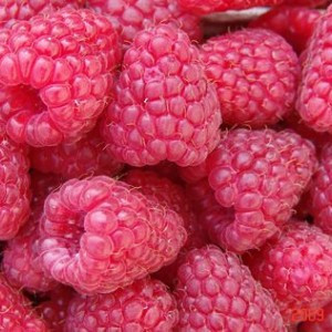 Nantahala Raspberry Red Primocane Late season Zones 6-10