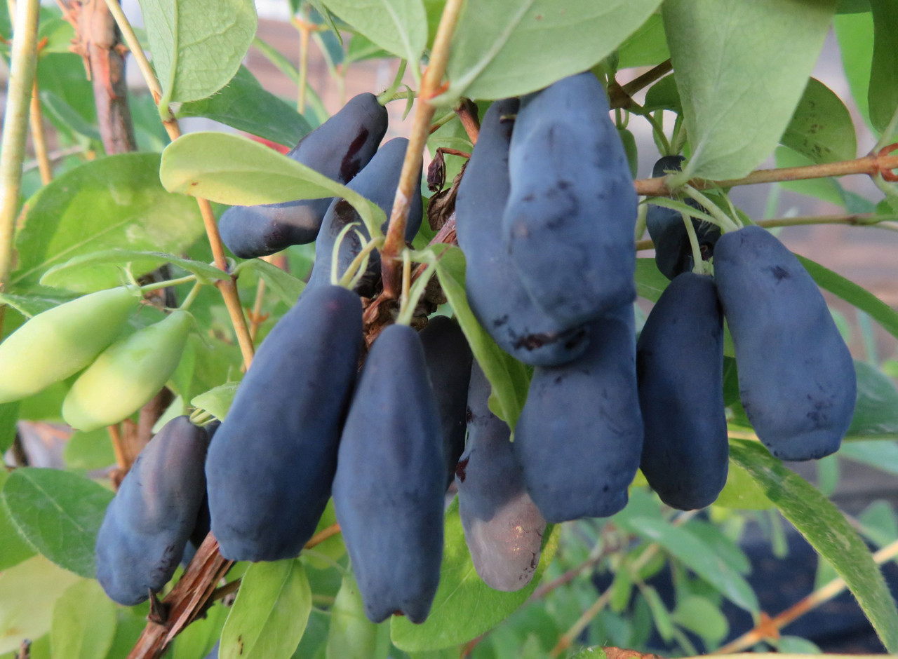 Honey Joy Honeyberries (PPAF) early-mid season 12cm Zones 2-7