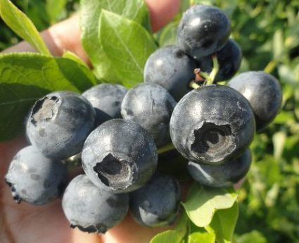 Southern Highbush Blueberry Plants | Wholesale | Berries Unlimited