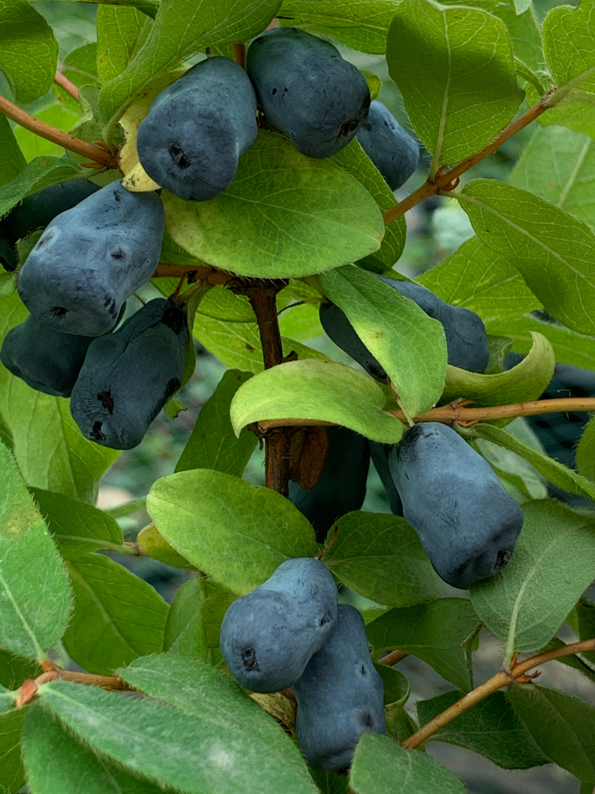 Honeyberries | Haskap Plants For Sale | Buy From Grower