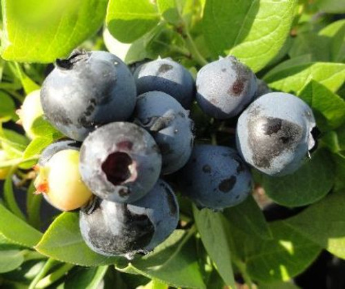 Northern Highbush Blueberry Plants - Cold Hardy & High Yield | Berries ...